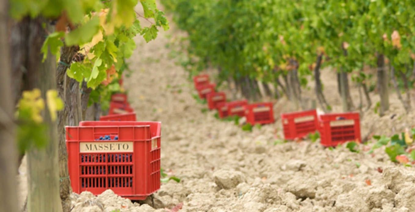 Tenuta Masseto | Il Merlot italiano più iconico e collezionabile